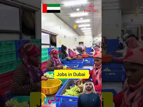 Job in Dubai. Work in Dubai. Career in Dubai. Open vacancies in Dubai 2025