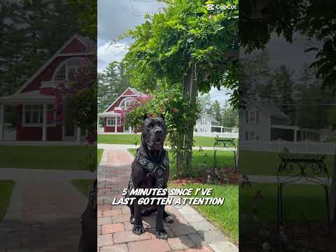 Cane Corso.The Ultimate Guardian Protector. #corso #puppy #prettygirl