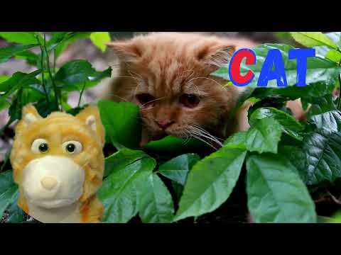 Real-Life Cat & Objects | Words Begin With Alphabet Letter C | Learn To Read With  Phonics