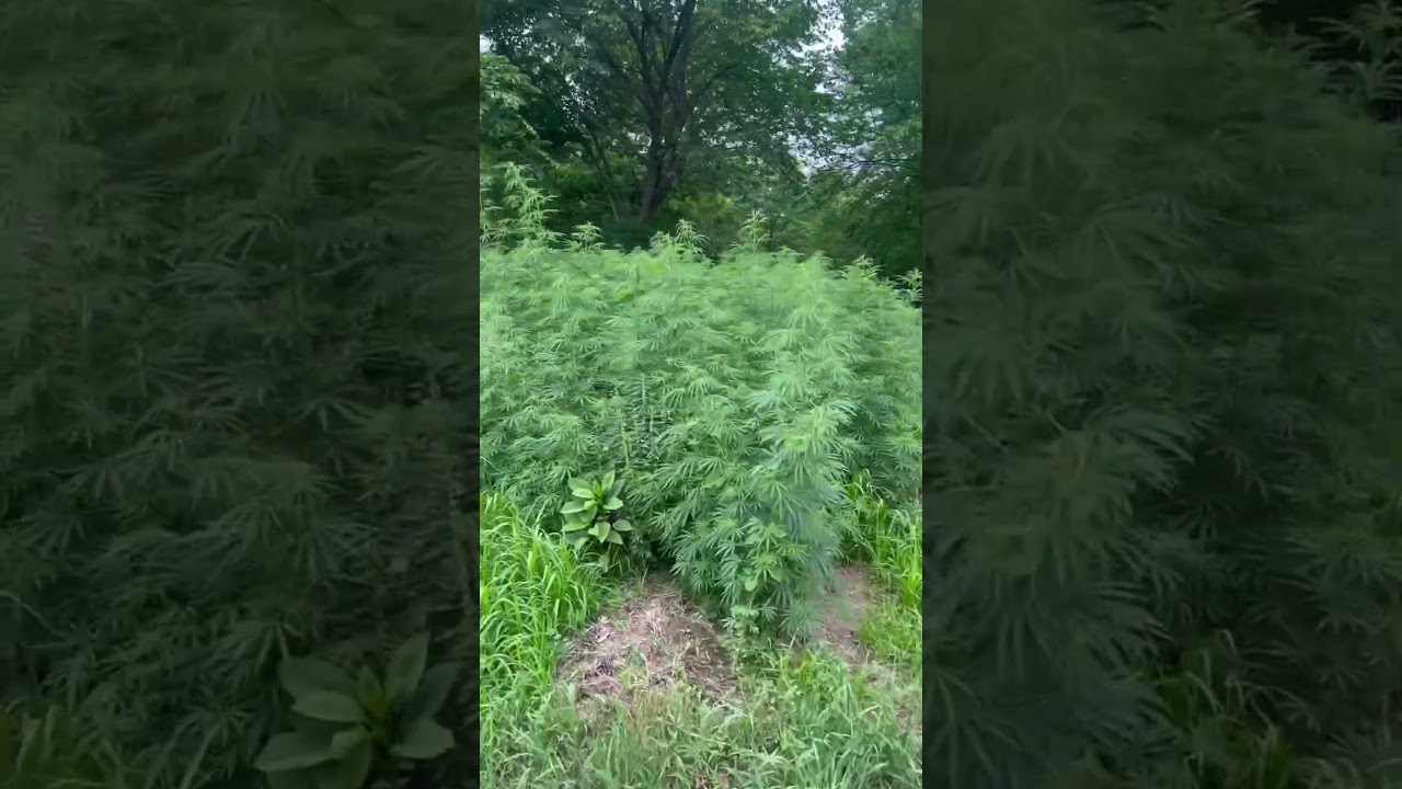 Don’t Smoke This Wild Hemp - Oregon, Missouri