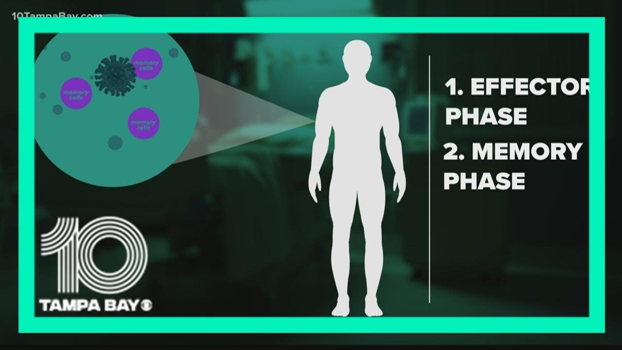 How long will you be protected? New data shows COVID-19 immunity could last years