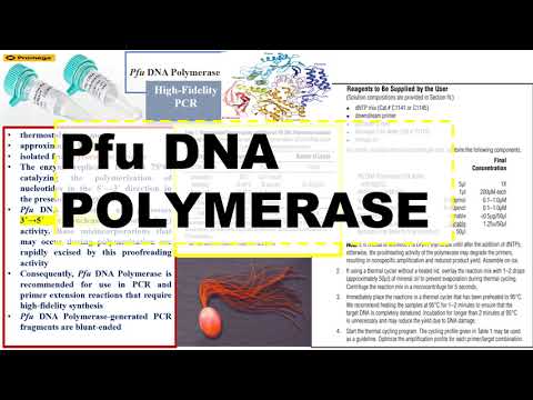 Pfu DNA polymerase