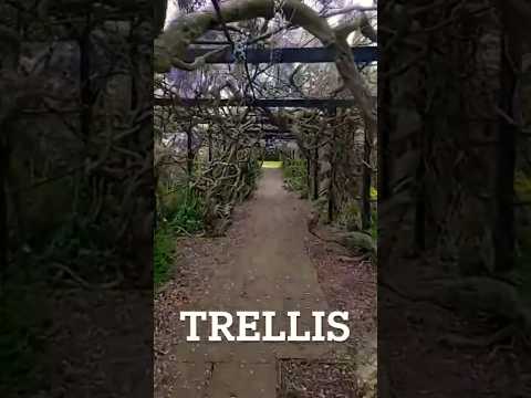 Trellis Description & Pronunciation | Master English Vocabulary