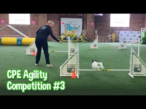 Competing In Our Third CPE Dog Agility Trial | Jackpot Standard Wildcard and Colors