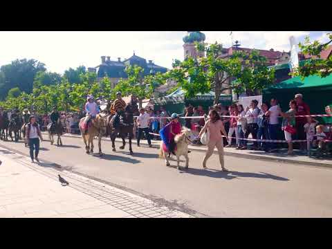 Majówka Konna - pokazy, konkursy, parada na rynku
