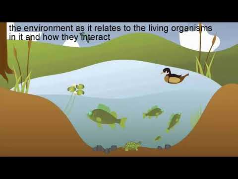 ecology meaning | Vocabulary for Kids | Children's Dictionary  | Learn English Vocabulary