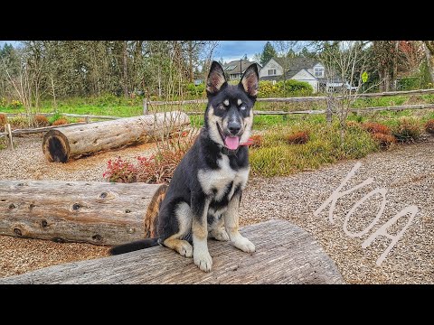 Koa | 5mo. German Shepherd Husky mix|Best Trained Dogs of OR | Portland OffLeash K9 Training