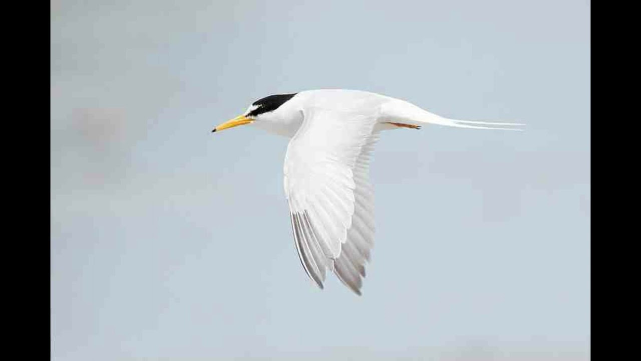 Little Tern Bird Call