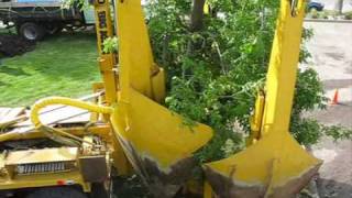 3 Best Tree Services in Saskatoon, SK - Expert Recommendations