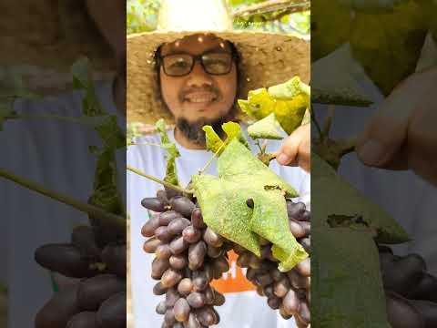 Color Grapes Farm in Davao City