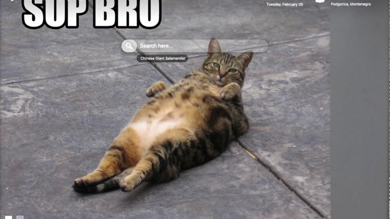 Funny Cat Wallpapers, Themes & Backgrounds HD