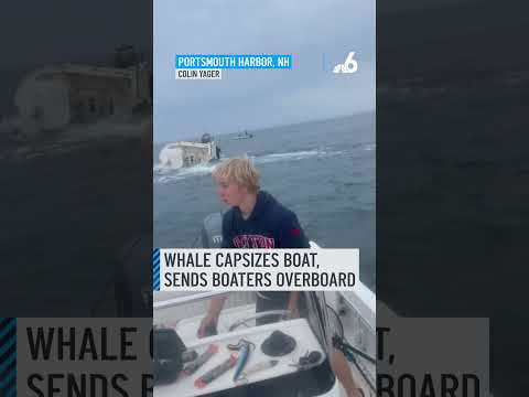 Dramatic video shows whale capsizing boat sending boaters overboard