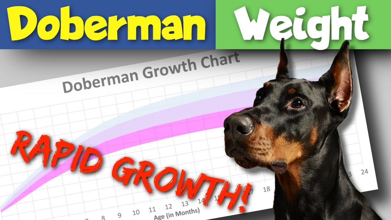 From Cute Puppy to Monster Doberman: Growth Chart and Adult Weights