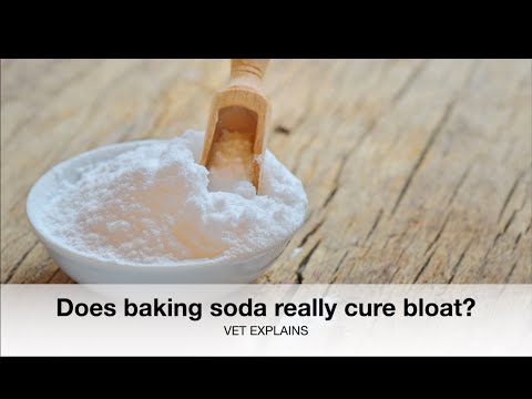 Does BAKING SODA really cure BLOAT? Vet Explains | Sez the Vet
