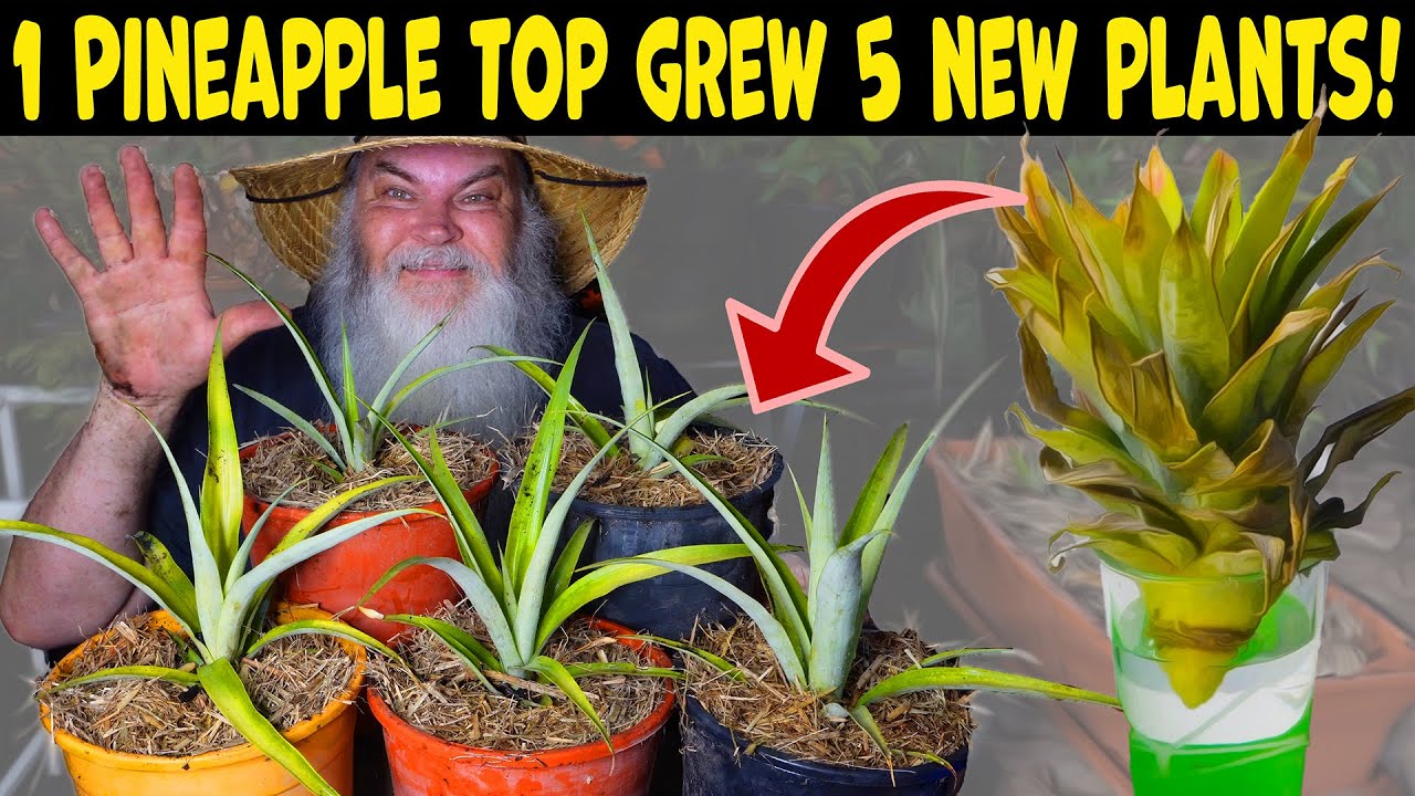 I Grew 5 Pineapple Plants from 1 Top. Amazing!