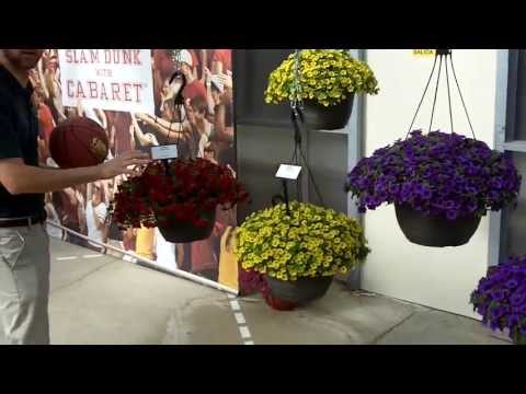 Cabaret Calibrachoa