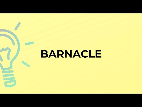 What is the meaning of the word BARNACLE?