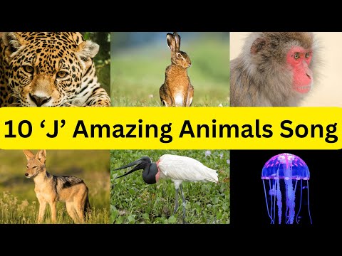 Jumping J Jamboree: 10 Amazing Animals Starting with 'J' Song for Kids