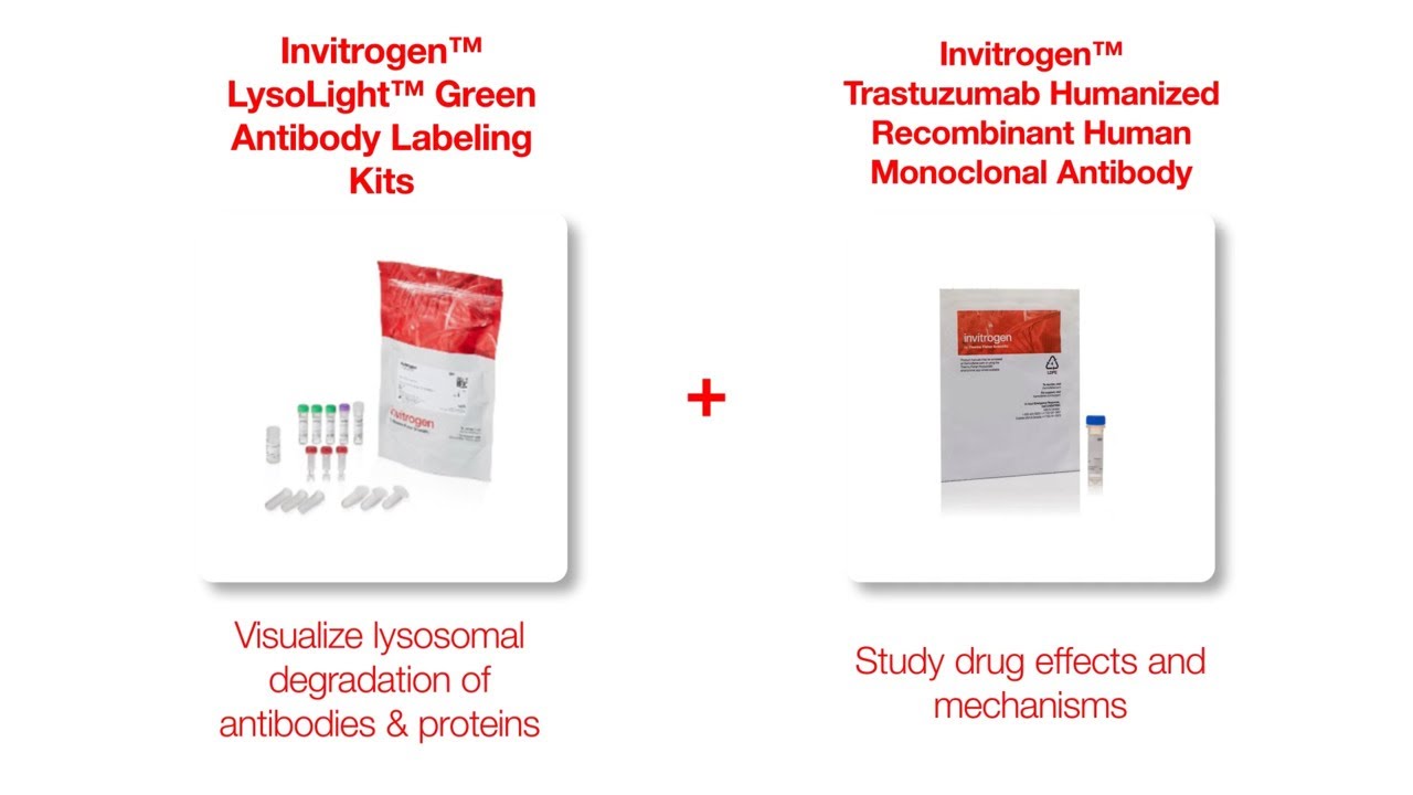 Perfect Pairings:  LysoLight Green Antibody Labeling Kit + Trastuzumab  Humanized Antibody