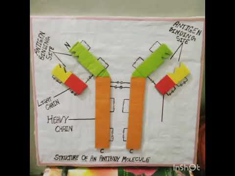 Structure of antibody model biology class 12th