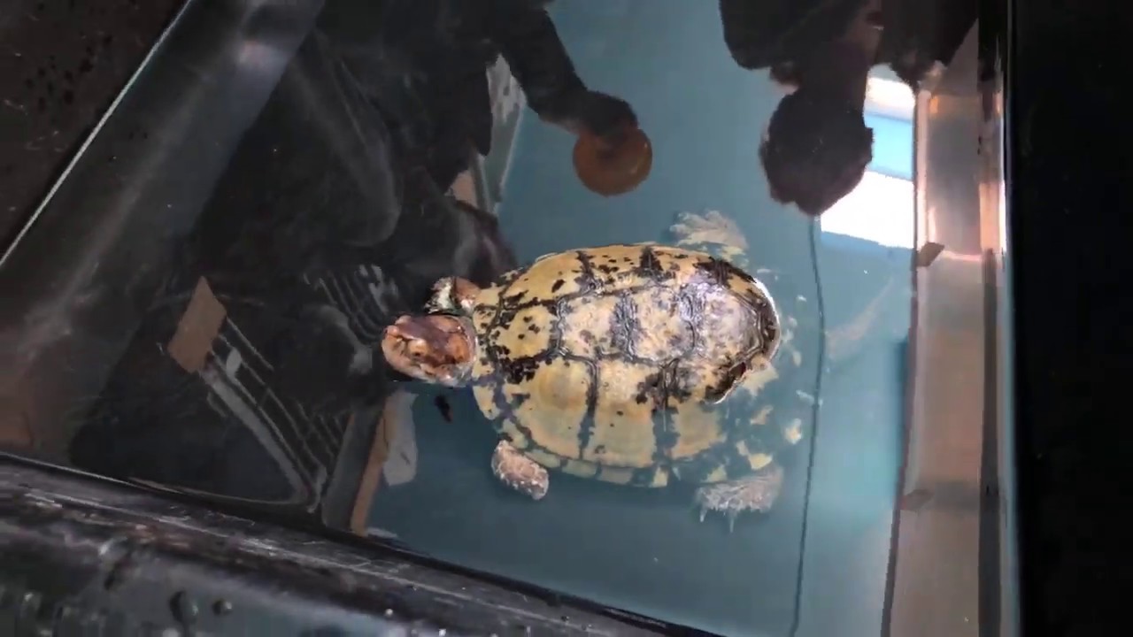 Meet Two Western Pond Turtles!