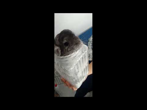 Lab Rats Reddit, What Degree Should I Get?