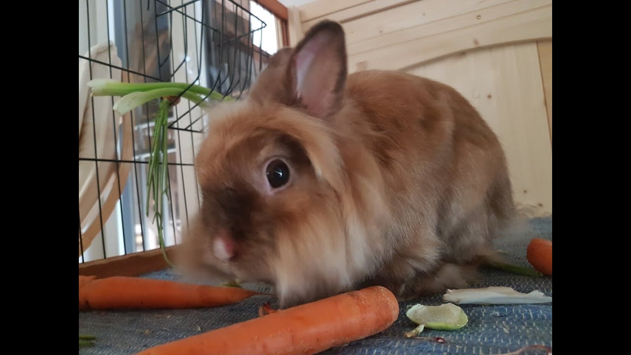 Follow the rabbits: The 2020 OHBM Brainhack Traintrack Session on DataLad