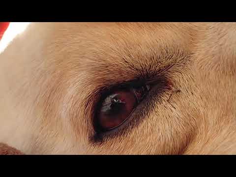 Sní psové o hvězdné pěchotě ? – Midian Poet