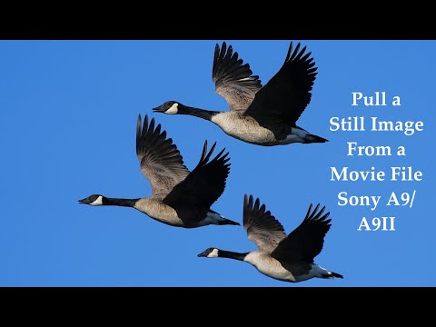 Sony A9 (II): Pull a still image from a movie