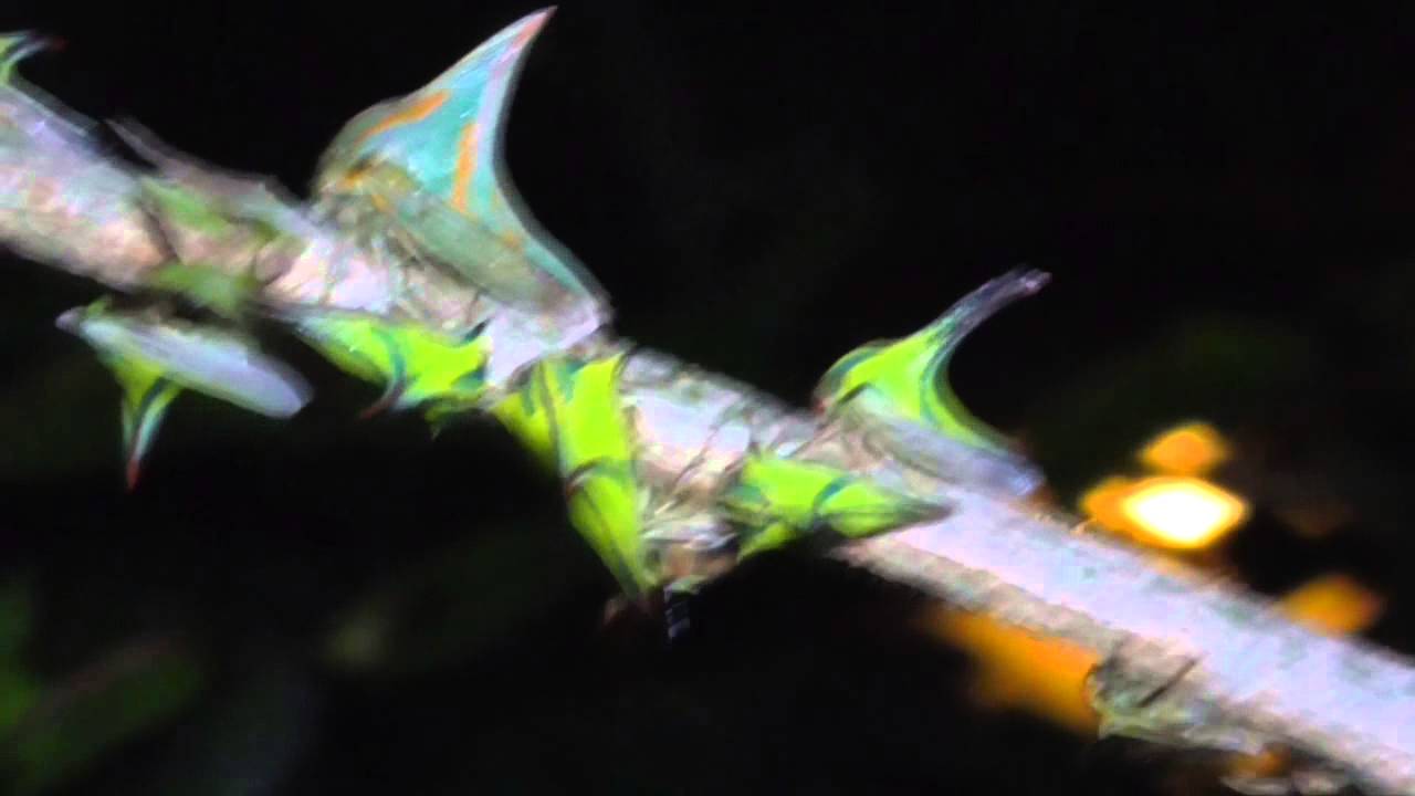 Thorn Bug (Umbonia crassicornis)