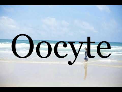 How To Pronounce Oocyte🌈🌈🌈🌈🌈🌈Pronunciation Of Oocyte