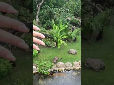 XCARET PARK, The best thing to do in Mexico | Vlog Out Now