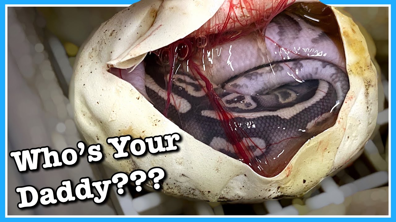 BALL PYTHON EGG CUTTING! | Cutting Clutch #6 (2020) | Ball Python Breeding