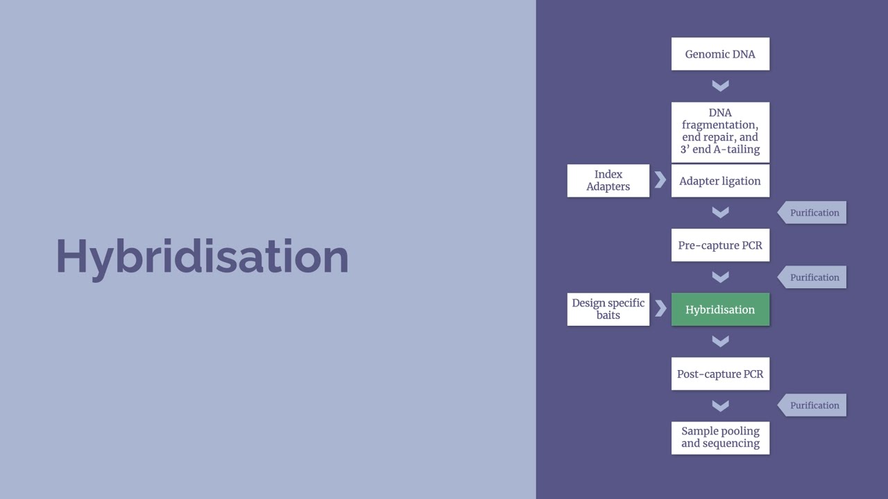 NGS Workflow – Hybridisation