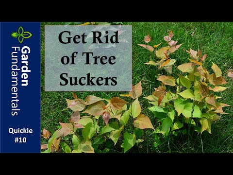 Get Rid of Tree Suckers in Your Lawn ⏳⌚️⌛️ Garden Quickie #10