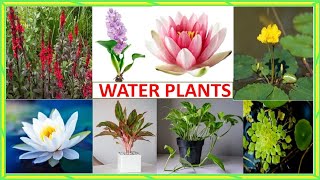 Fixed Plants Names