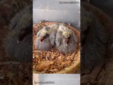 Duiven groeistadia / Pigeons growth stages