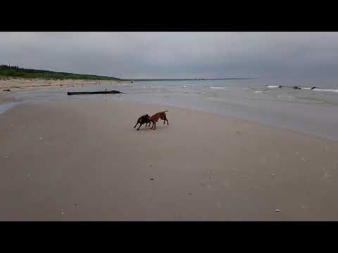 Crazy Bavarian Mountain Hound strikes back. New generation.