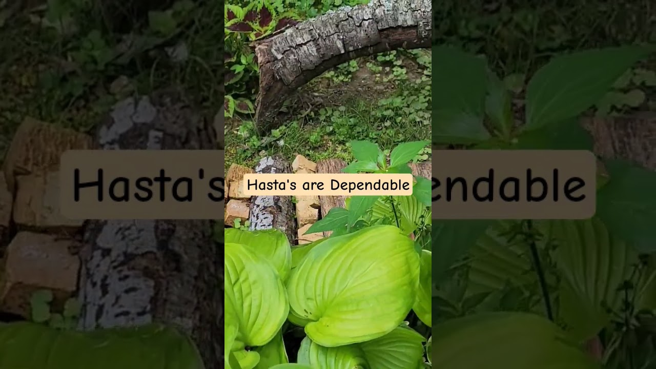 Blooming Hosta's