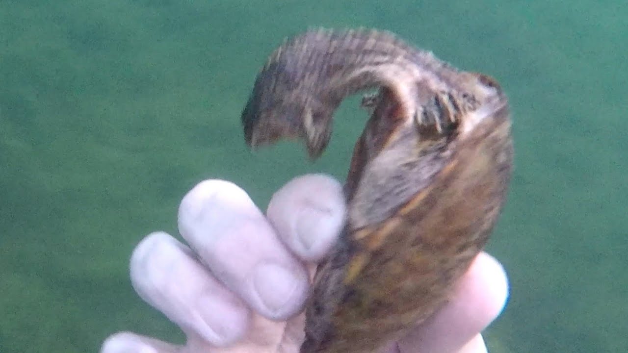 A Turtle Almost Bit Me!