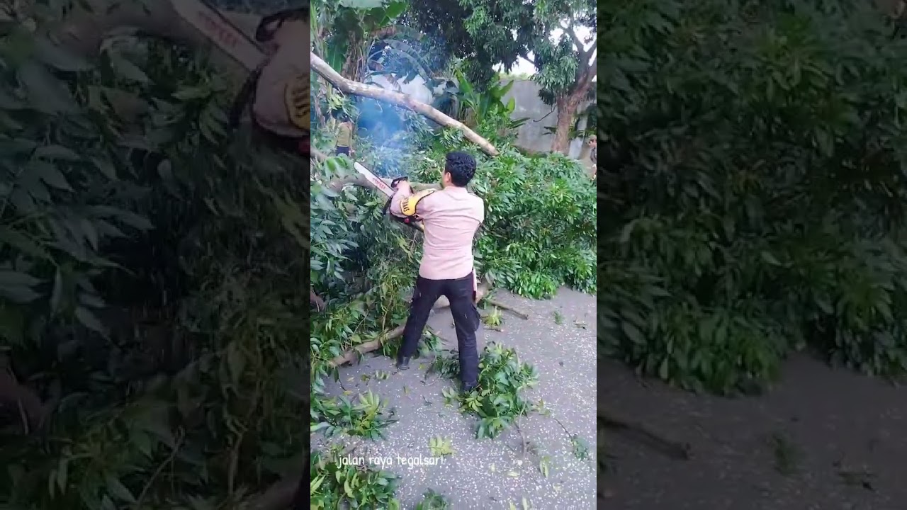 Sigap! Bhabinkamtibmas Evakuasi Pohon Tumbang Demi Keselamatan Warga