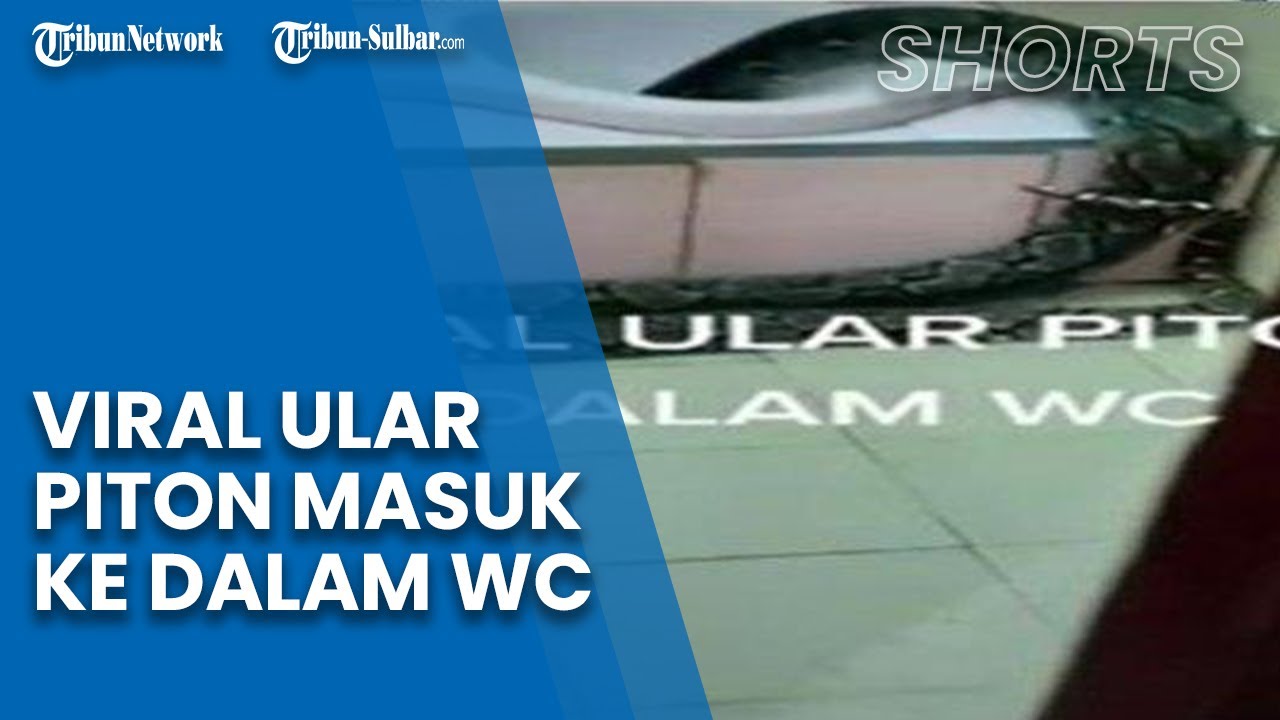 Viral Video Detik-detik Ular Piton Besar Masuk ke Dalam Lubang WC, Ada ... Viral Video Detik-detik Ular Piton Besar Masuk ke Dalam Lubang WC, Ada ...