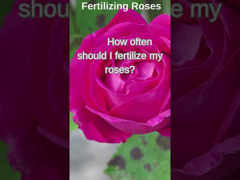 When To Fertilize Roses?