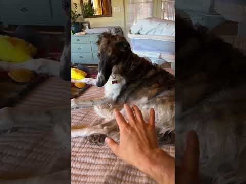 Risking it all for you BONUS: if you can name this song #borzoi #dogsofyoutube #dogs #borzoimeme