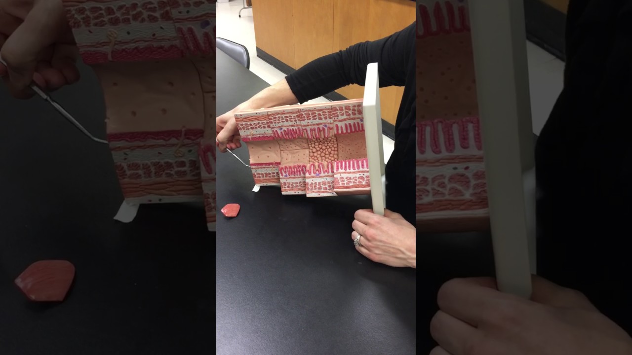 Charba\Lynn Digestive Tunics