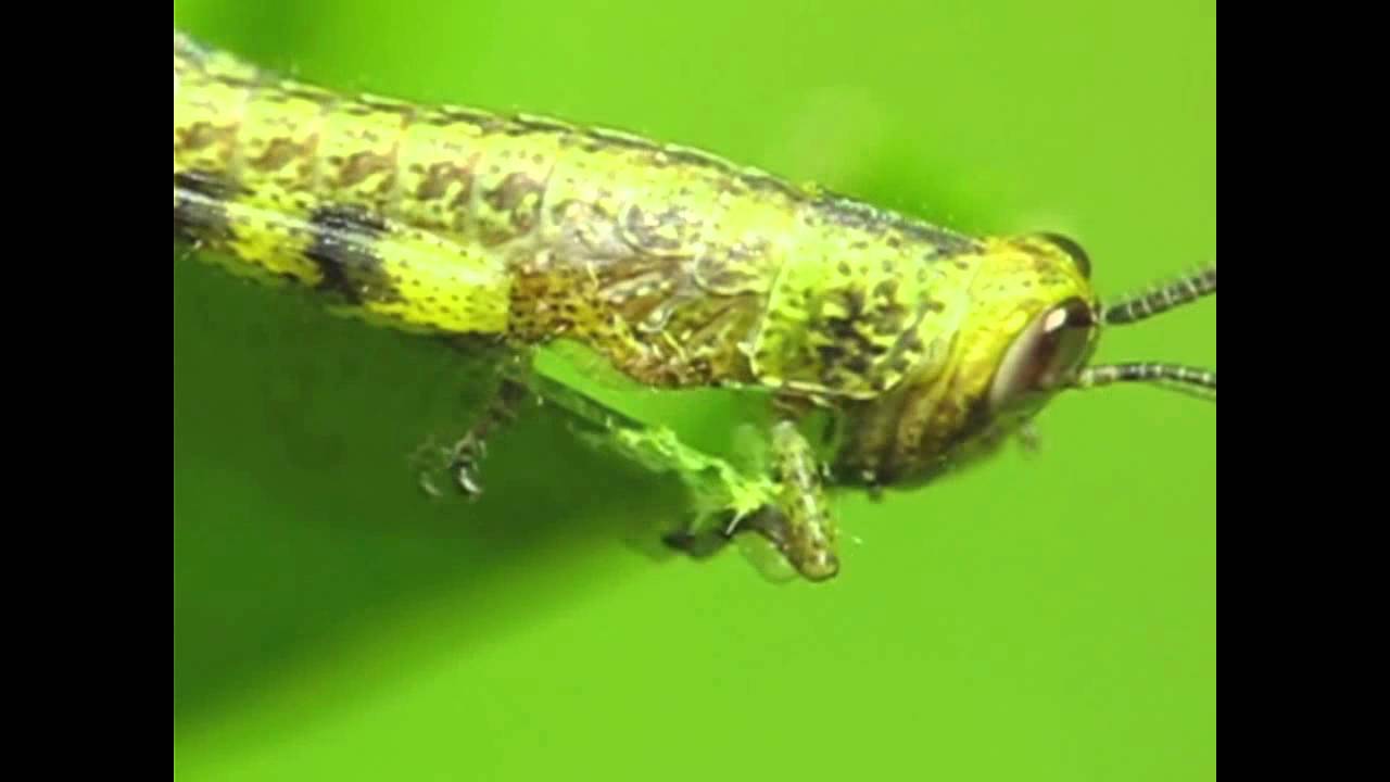 A Pretty Australian Grasshopper, with Free Photos Download