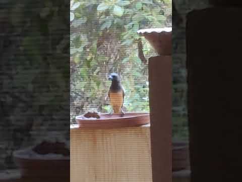 #rufoustreepie #treepie #birdsofinstagram orange and black bird #vocalbirds #curiousbirds #nature