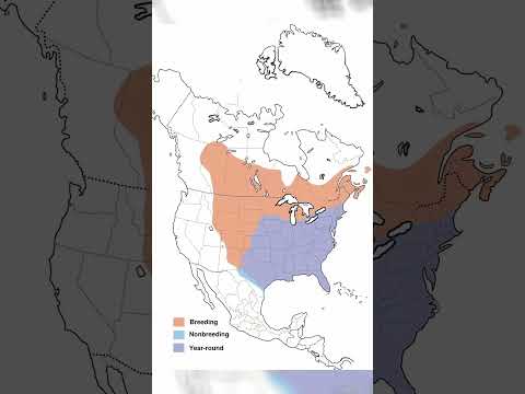 The Common Grackle: A Bold, Shimmering Trickster!