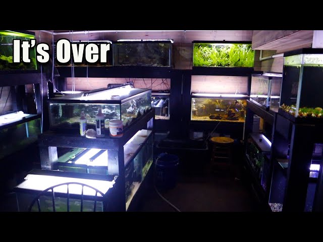 Transforming a Fish Room: From Job Back to Hobby | Galaxy.ai