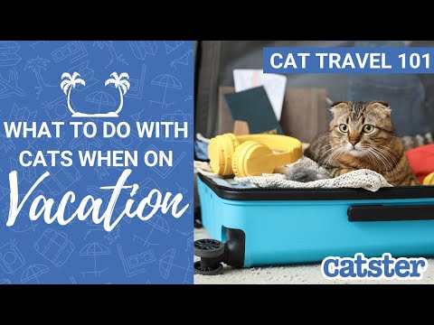 Cat Sitting vs. Cat Boarding
